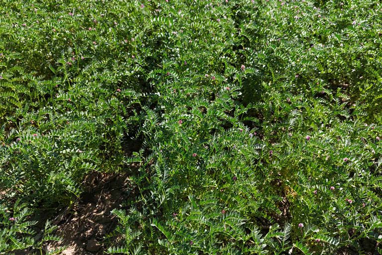 Toobeah, QLD 4498 - Commercial Farming & Rural Property For Sale ...